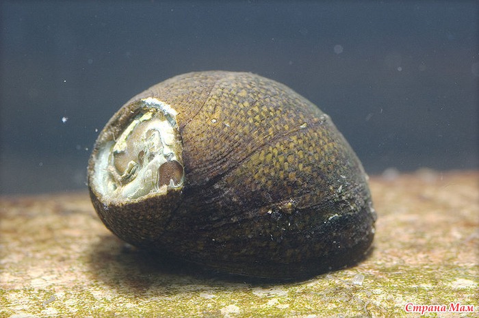 Улитки Clithon retropictus - Аквариум - Страна Мам