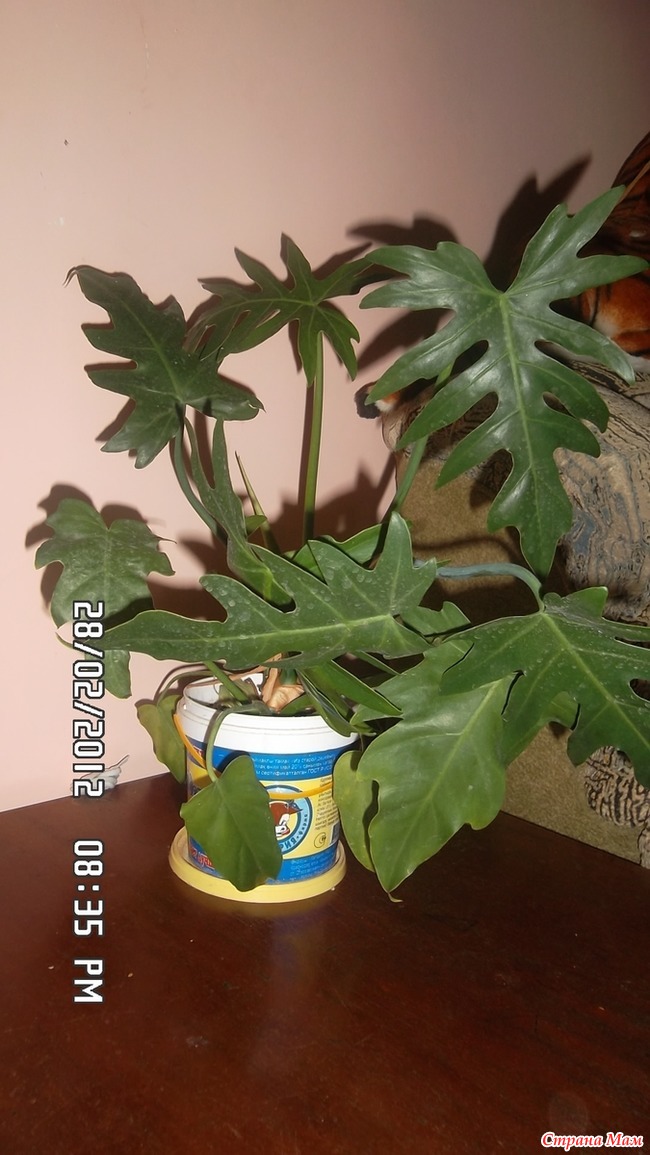 Как называется мой цветок? - Комнатные растения. - Страна Мам