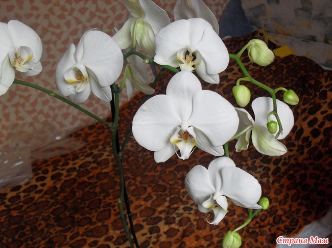 Как заставить орхидею цвести? - Сад, огород - Страна Мам
