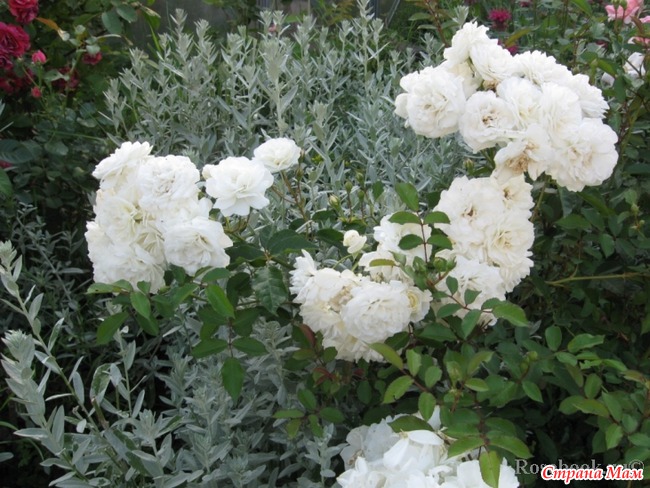 Роза "Аспирин" / Aspirin Rose (TANiripsa, Aspirin-Rose, Glacier Magic ...